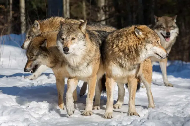9 Animals Similar to Wolves | NatureNibble