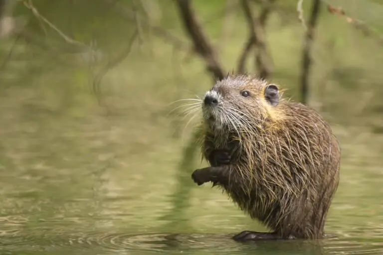 15 Animals Similar to Groundhogs | NatureNibble