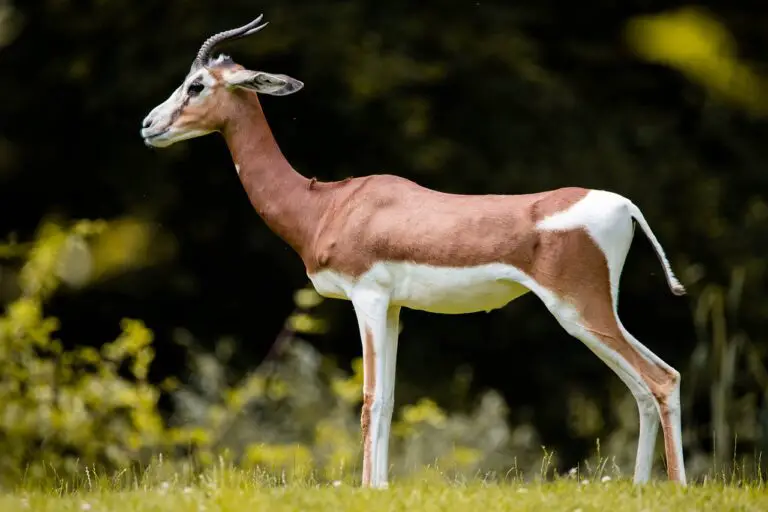 15 Animals Similar to Antelope | NatureNibble