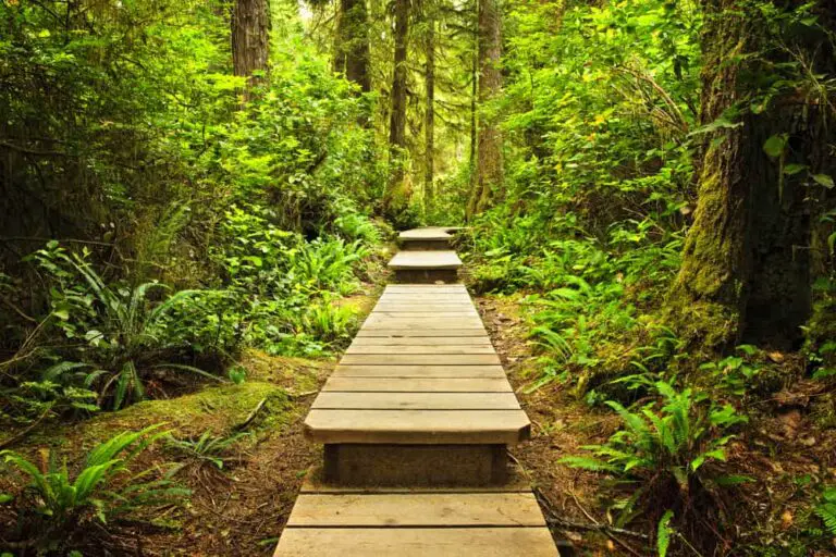3 Types of Forests in British Columbia | NatureNibble
