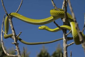 4 Different Types of Mambas | NatureNibble