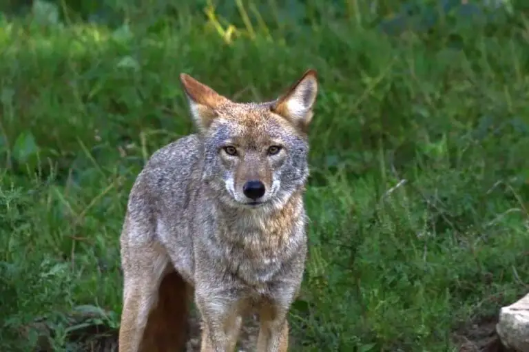 38 Different Types of Coyotes | NatureNibble