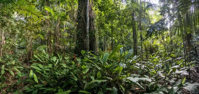 4 Different Types of Forests | NatureNibble