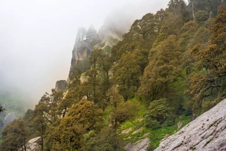 5 Different Types of Forests in India | NatureNibble