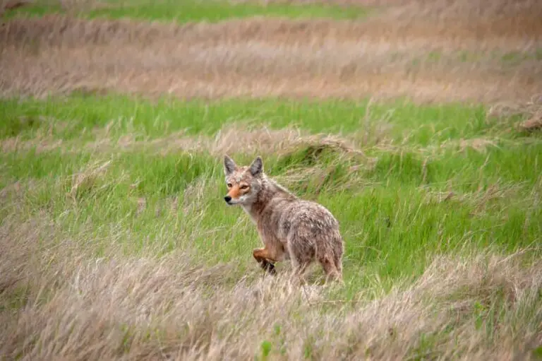 38 Different Types of Coyotes | NatureNibble