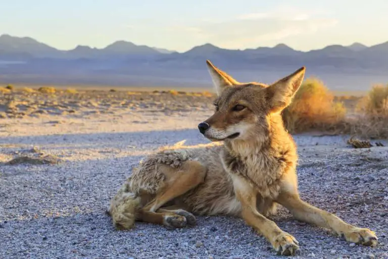 38 Different Types of Coyotes | NatureNibble
