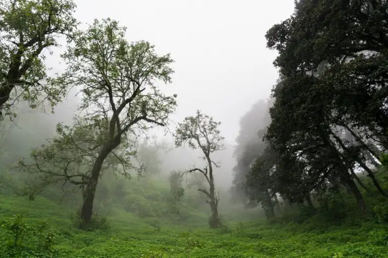 5 Different Types of Forests in India | NatureNibble