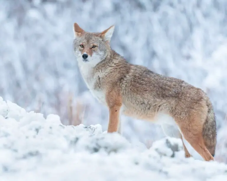 38 Different Types of Coyotes | NatureNibble