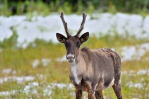 About the Types of Forests and Animals of the Yukon, BC | NatureNibble