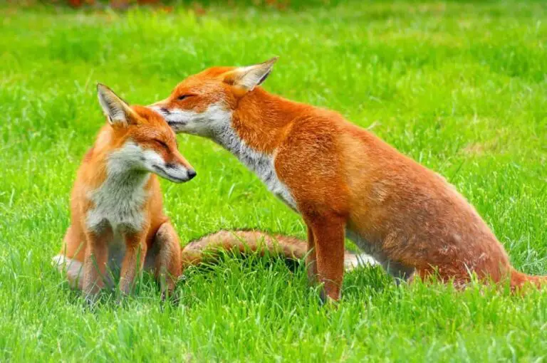 12 Different Types of Foxes | NatureNibble