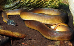 41 Different Types of Pythons | NatureNibble