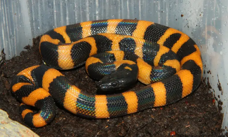 41 Different Types of Pythons | NatureNibble