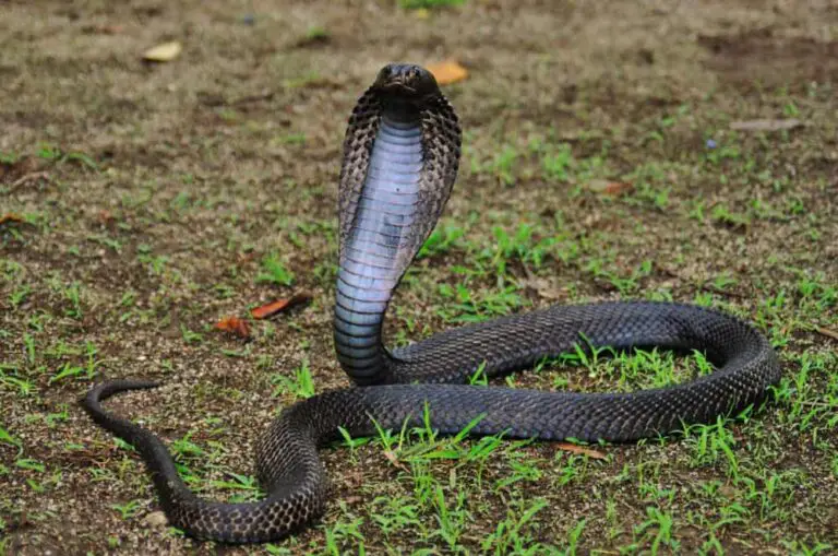 9 Different Types of King Cobra Snakes | NatureNibble