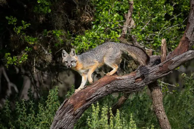 12 Different Types of Foxes | NatureNibble