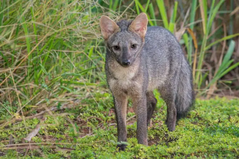 12 Different Types of Foxes | NatureNibble