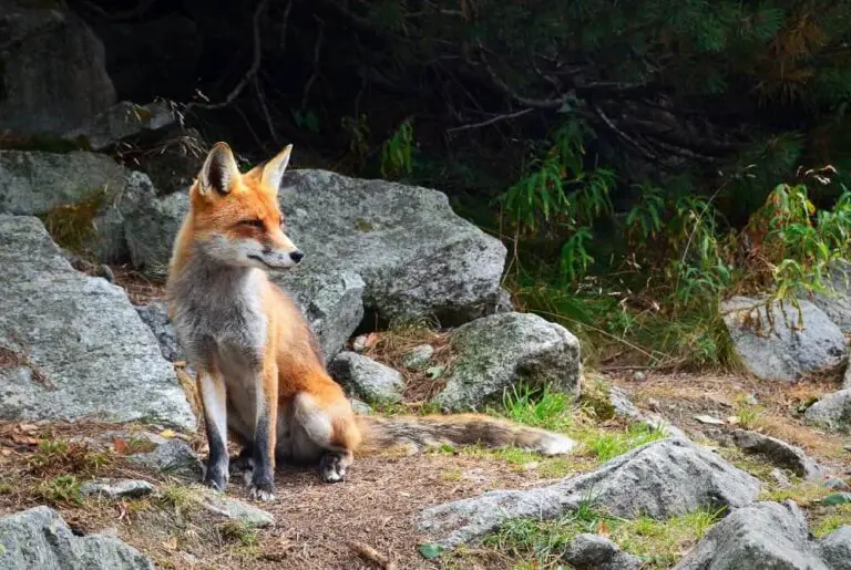 12 Different Types of Foxes | NatureNibble