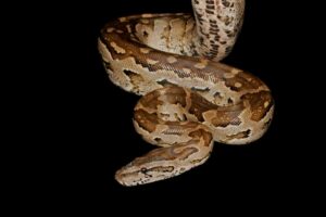 41 Different Types of Pythons | NatureNibble