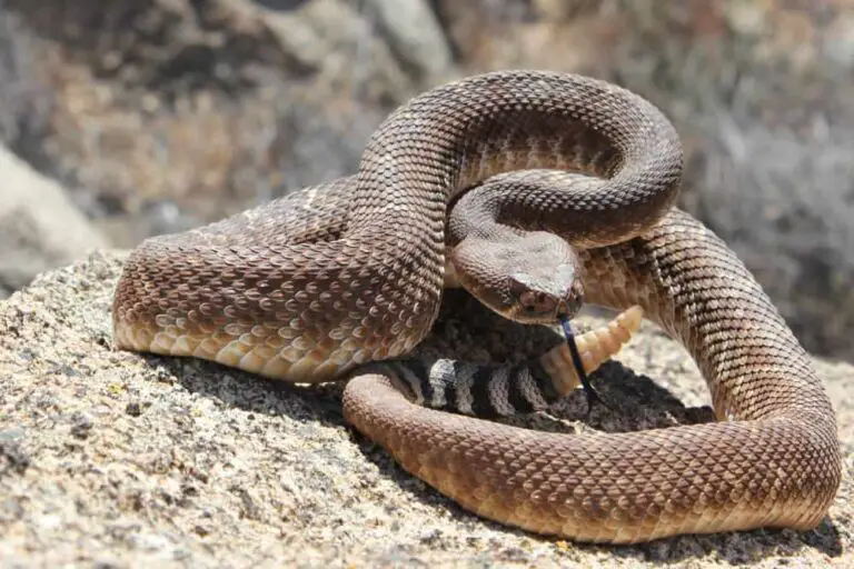 10 Different Types of Rattlesnakes | NatureNibble