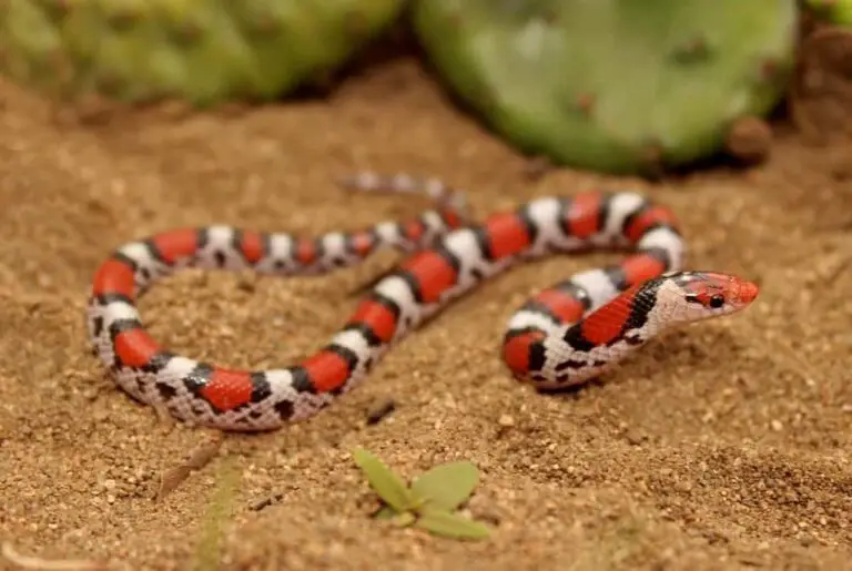 4 Different Types of Kingsnakes | NatureNibble
