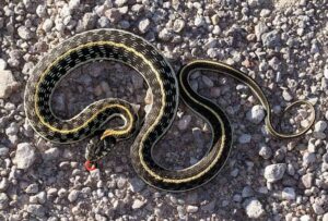 35 Different Types of Garter Snakes | NatureNibble