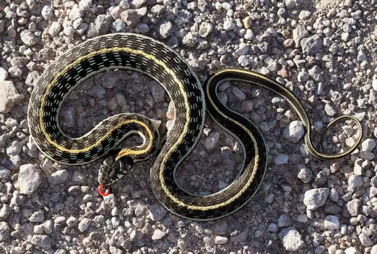 35 Different Types of Garter Snakes | NatureNibble