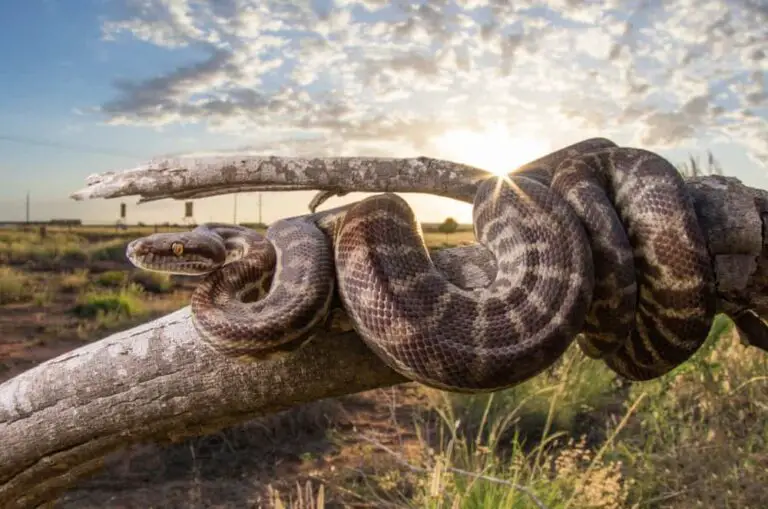 41 Different Types of Pythons | NatureNibble