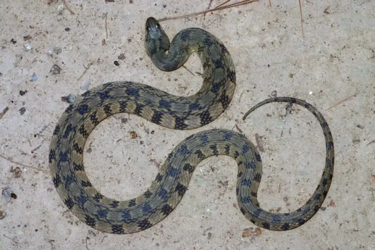 10 Different Types of Water Snakes | NatureNibble