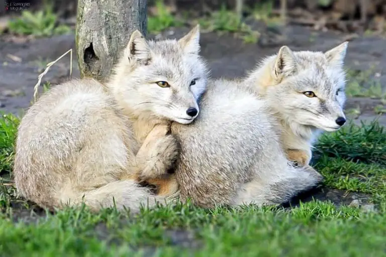 12 Different Types of Foxes | NatureNibble