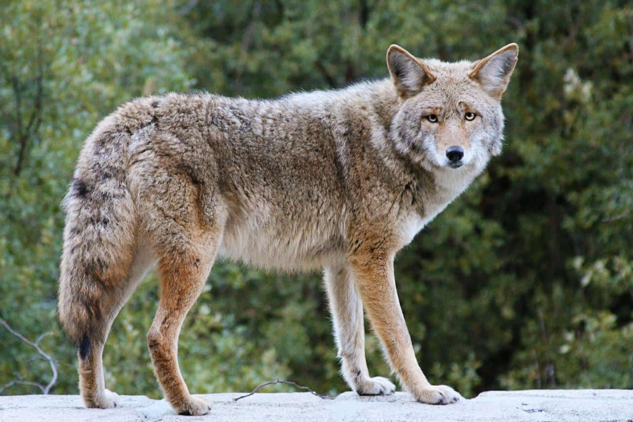 What Do Coyotes Look Like? How Big? Weight? | NatureNibble