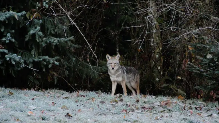 Coyote Packs: How Big? How Do They Function Together? | NatureNibble