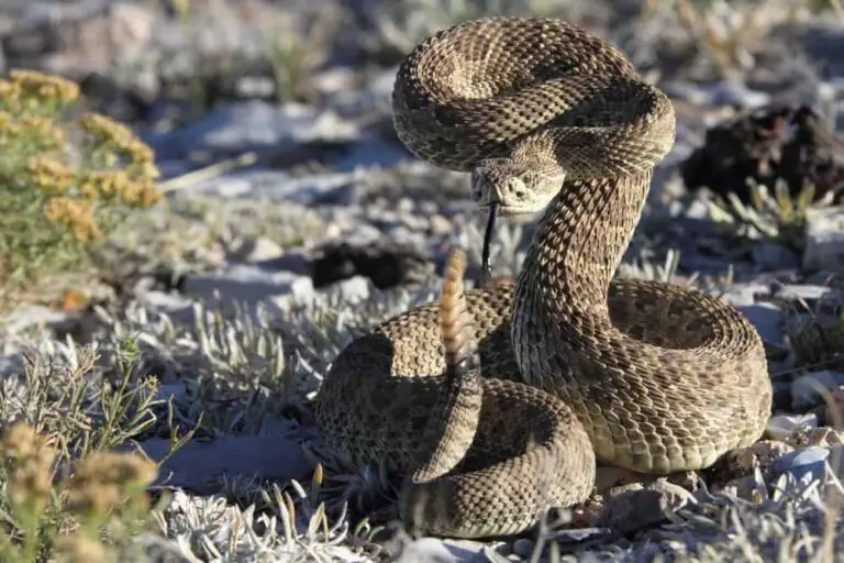 17 Different Types of Vipers | NatureNibble