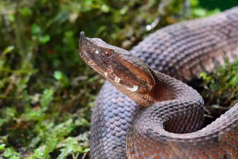 17 Different Types of Vipers | NatureNibble