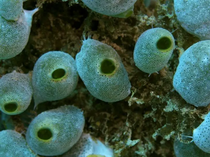 7 Animals with No Blood | NatureNibble