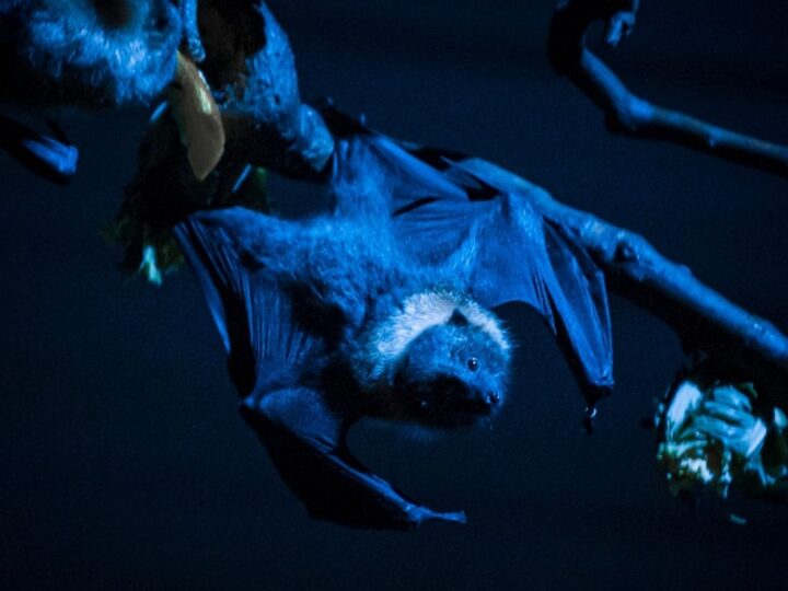 7 Animals with No Blood | NatureNibble