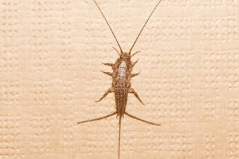 5 Insects Without Eyes (List) | NatureNibble