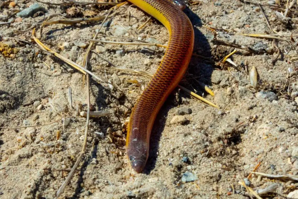 Do Legless Lizards Bite? | NatureNibble