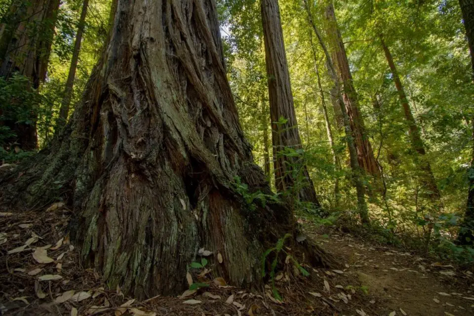 How Long are Redwood Tree Roots? | NatureNibble