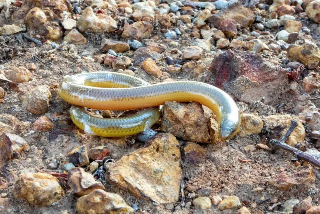 Do Legless Lizards Bite? | NatureNibble