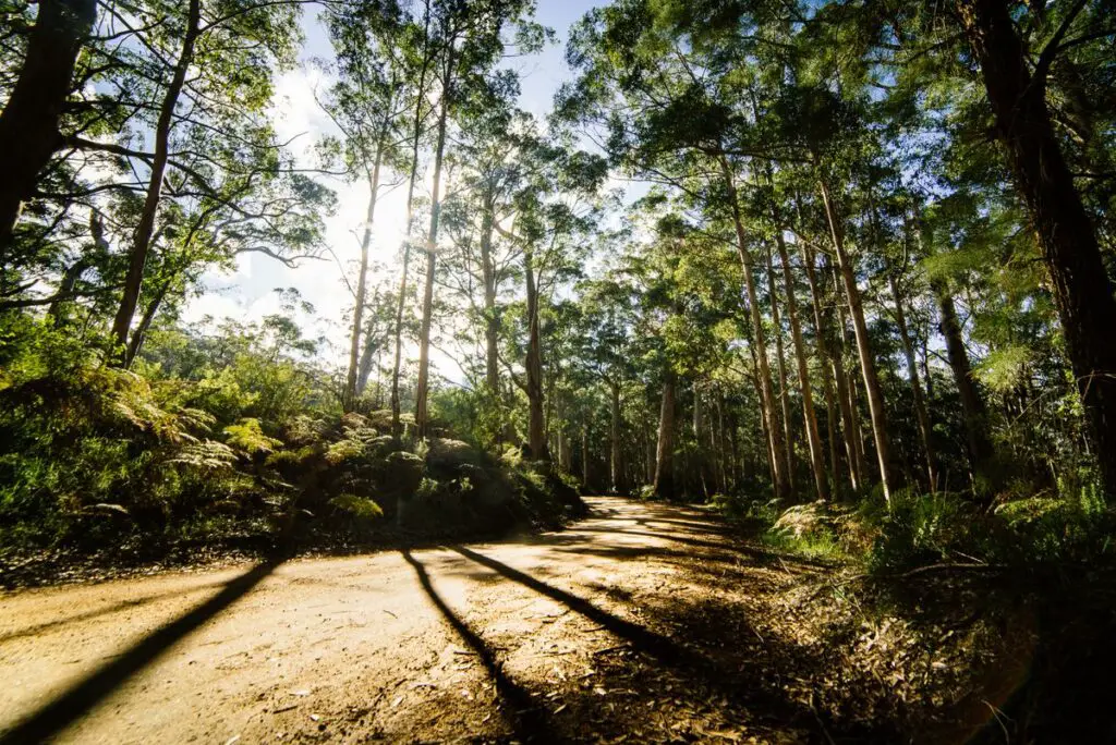 8 Different Types of Forests in Australia | NatureNibble