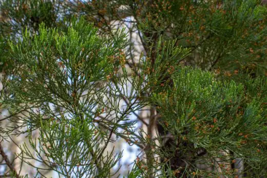 8 Different Types of Forests in Australia | NatureNibble