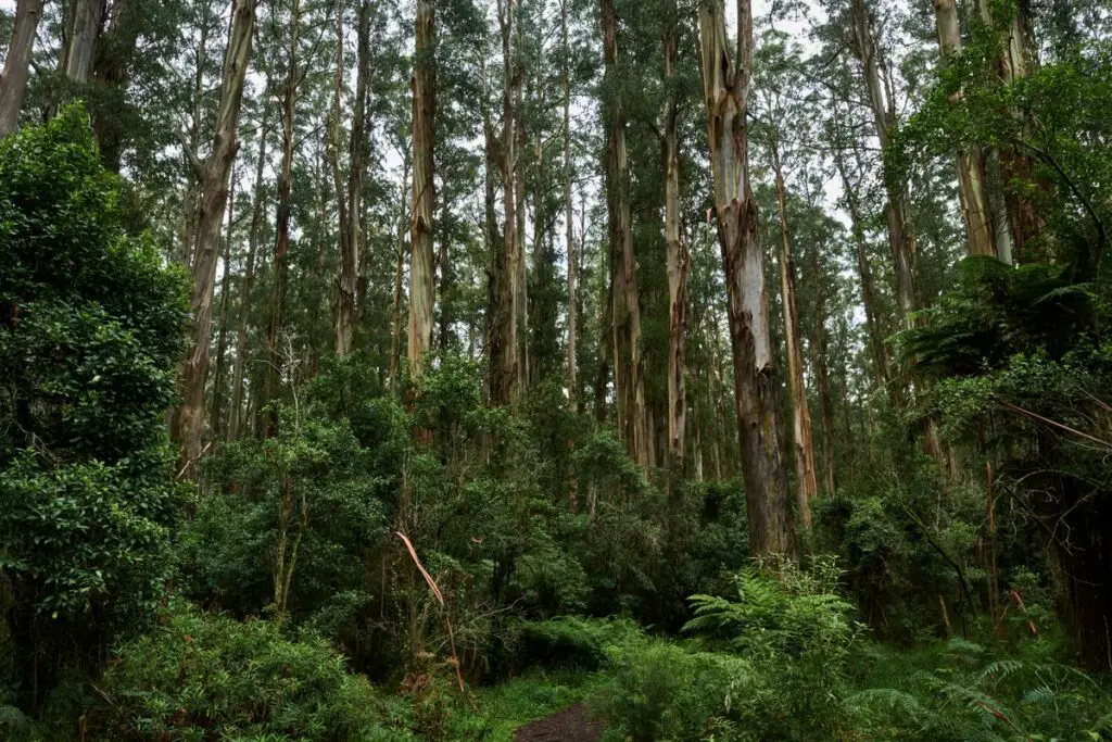 8 Different Types of Forests in Australia | NatureNibble