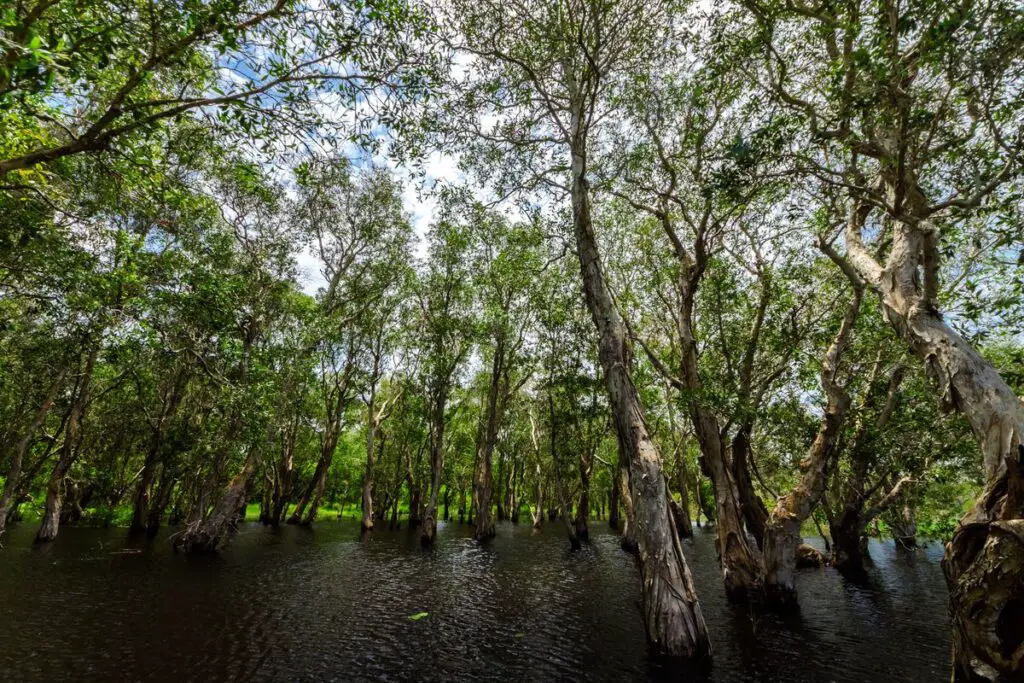 8 Different Types of Forests in Australia | NatureNibble