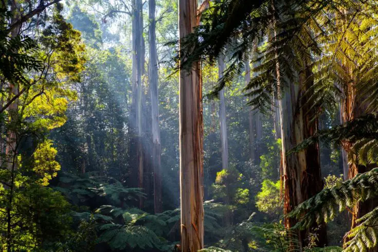 8 Different Types of Forests in Australia | NatureNibble