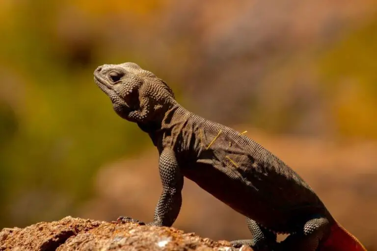 10 Different Types of Lizards You Should Know | NatureNibble