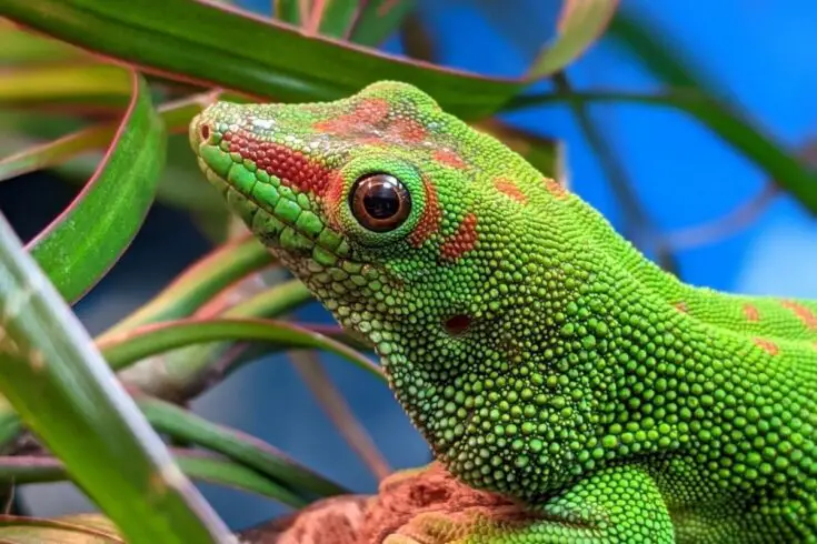 10 Different Types of Lizards You Should Know | NatureNibble