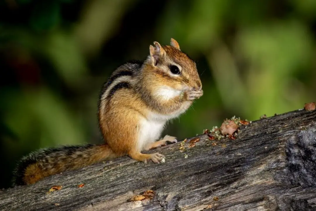 25 Different Types of Chipmunks | NatureNibble