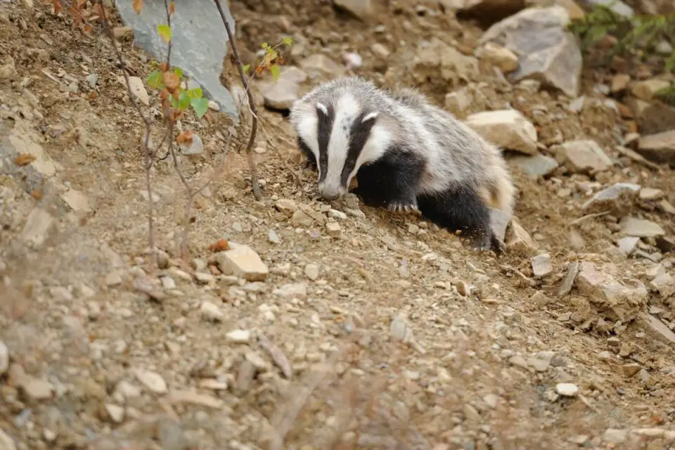 10 Different Types of Badgers | NatureNibble