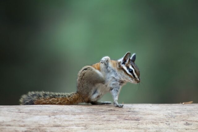 25 Different Types of Chipmunks | NatureNibble