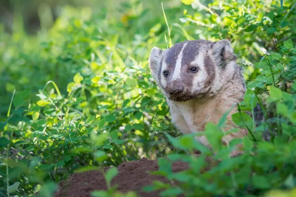10 Different Types of Badgers | NatureNibble