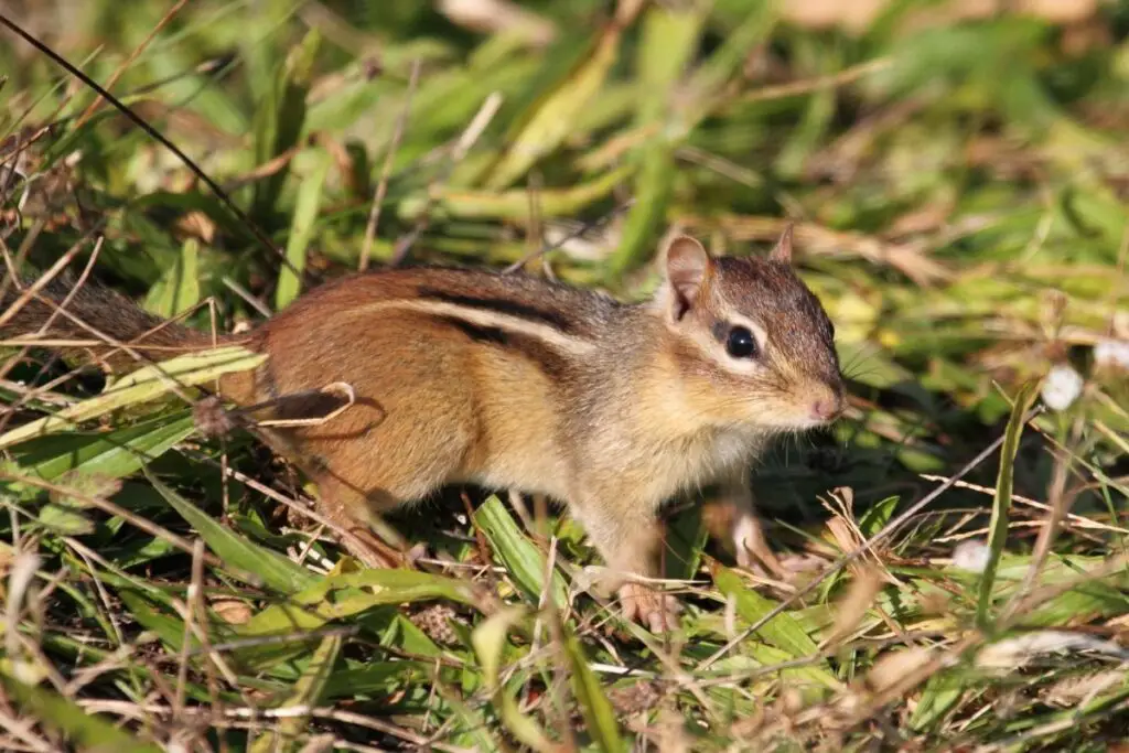 25 Different Types of Chipmunks | NatureNibble